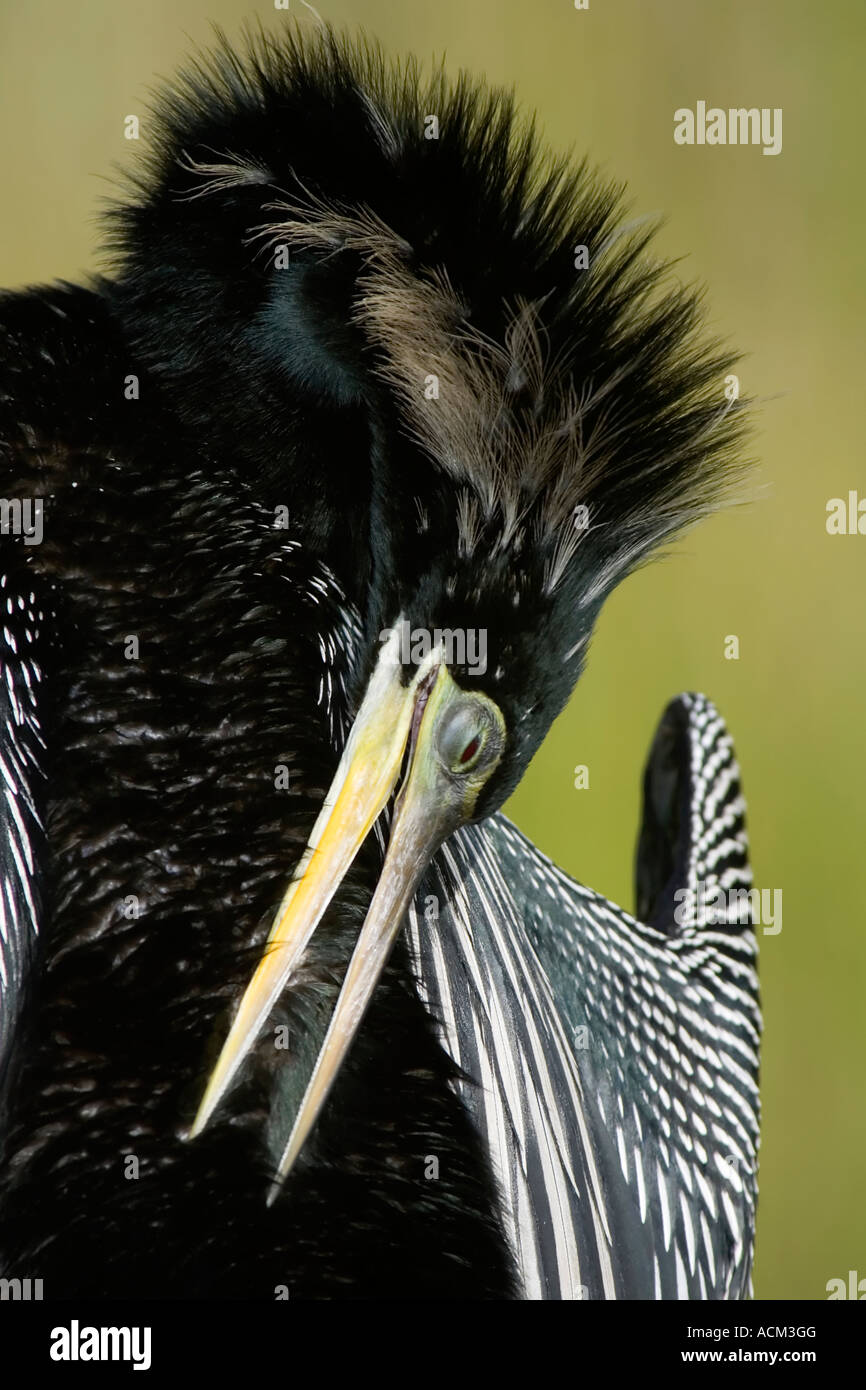Male Anhinga preening Stock Photo - Alamy