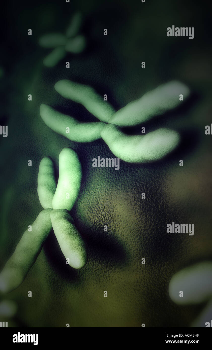 Human chromosomes cells hi-res stock photography and images - Alamy