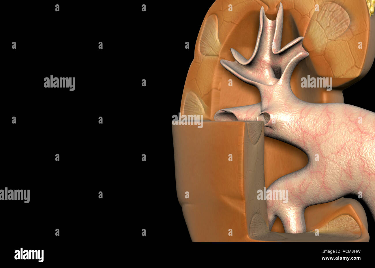 Renal Pyramids High Resolution Stock Photography and Images - Alamy