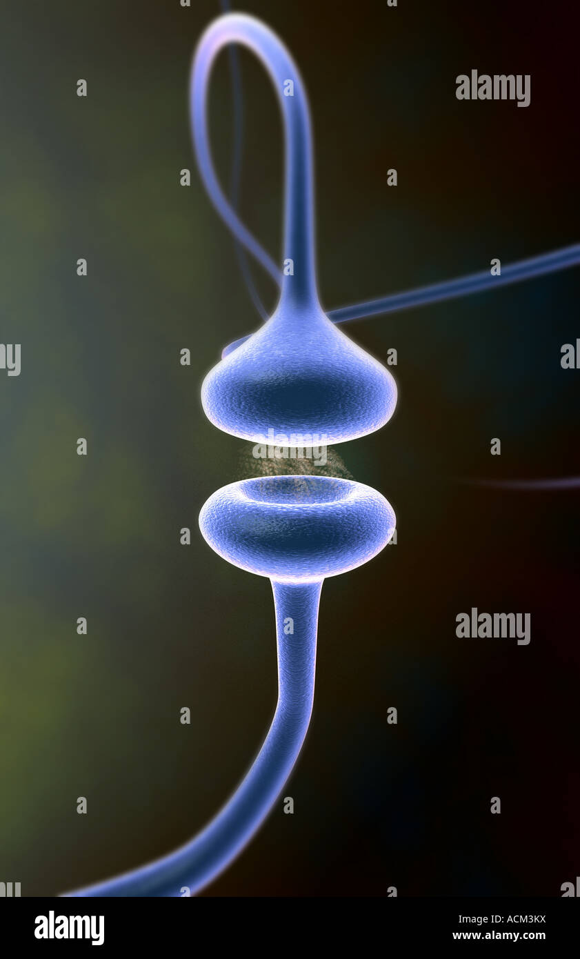 Synapse Stock Photo - Alamy