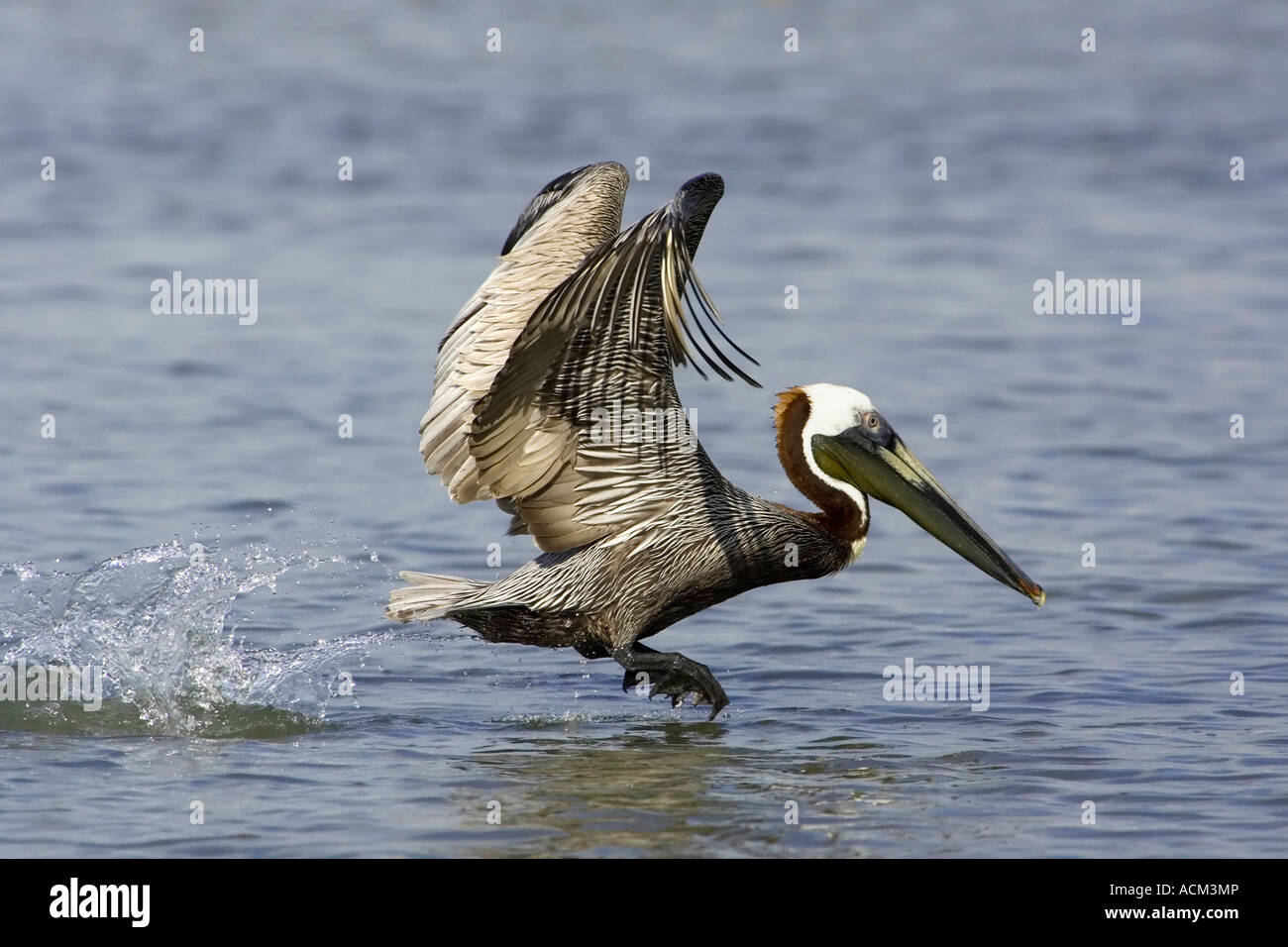 Adult Brown Pelican just taking off Stock Photo - Alamy