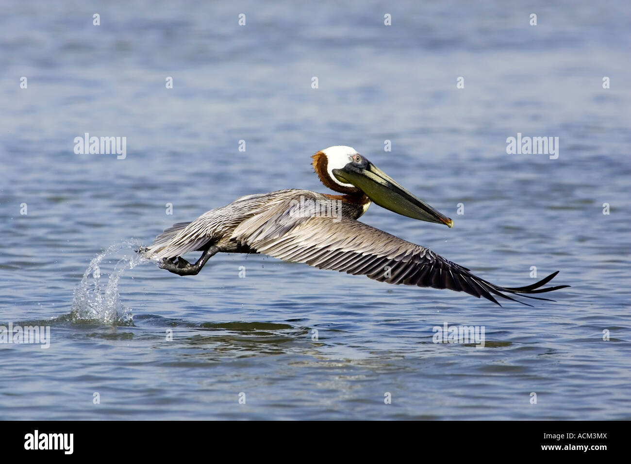 Adult Brown Pelican just taking off Stock Photo - Alamy
