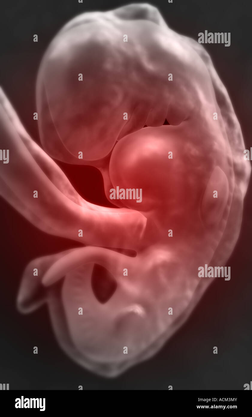 Growth embryonic period hi-res stock photography and images - Alamy