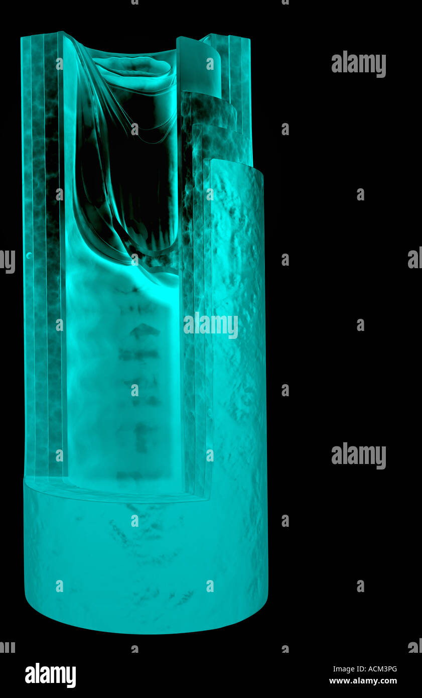 The structure of the vein wall Stock Photo - Alamy
