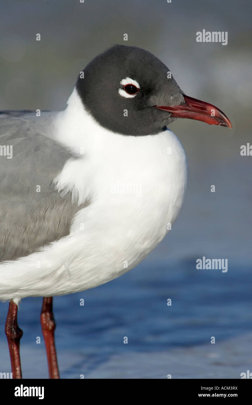 Adult Laughing Gull in breeding plumage facial study Stock Photo - Alamy