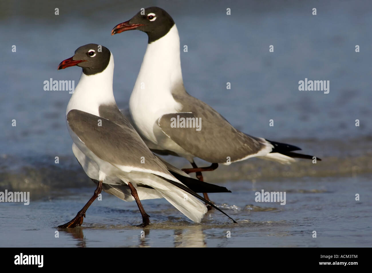 Adult Laughing Gull in breeding plumage courtship ritual Stock Photo ...