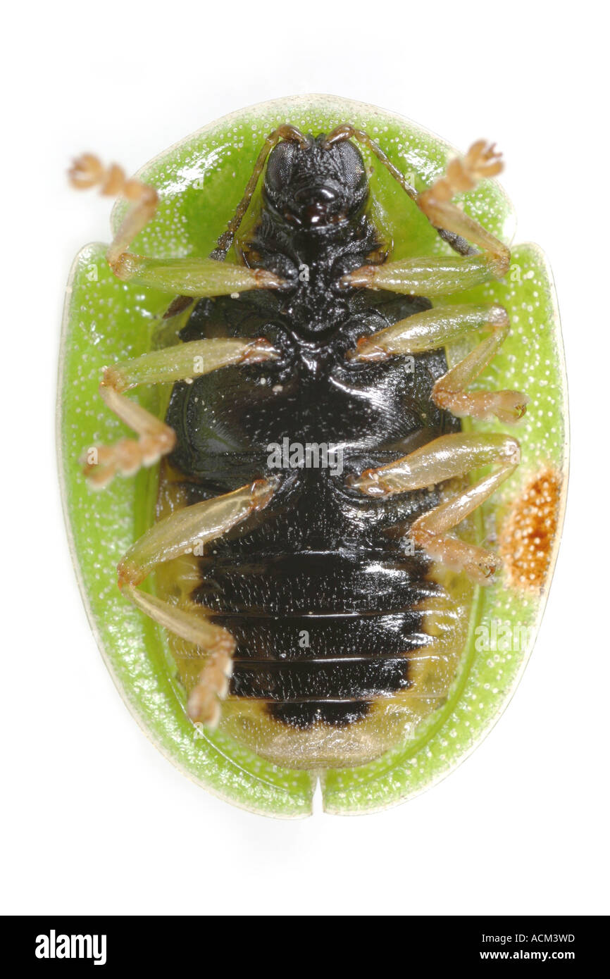 Green Tortoise Beetle Cassida viridis on white background The beetle is ...