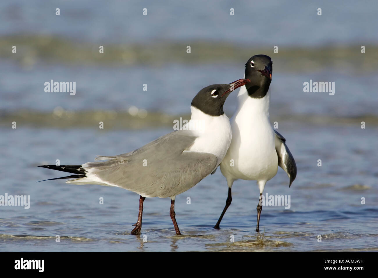 Adult Laughing Gull in breeding plumage courtship begging ritual Stock ...