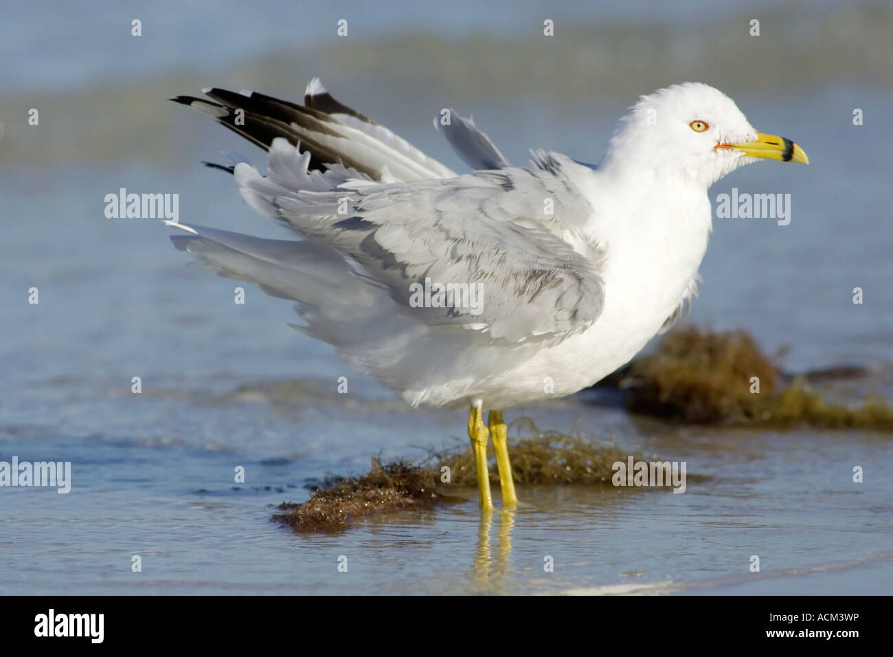 an Adult Ring billed Gull in breeding plumage preening shaking feathers ...