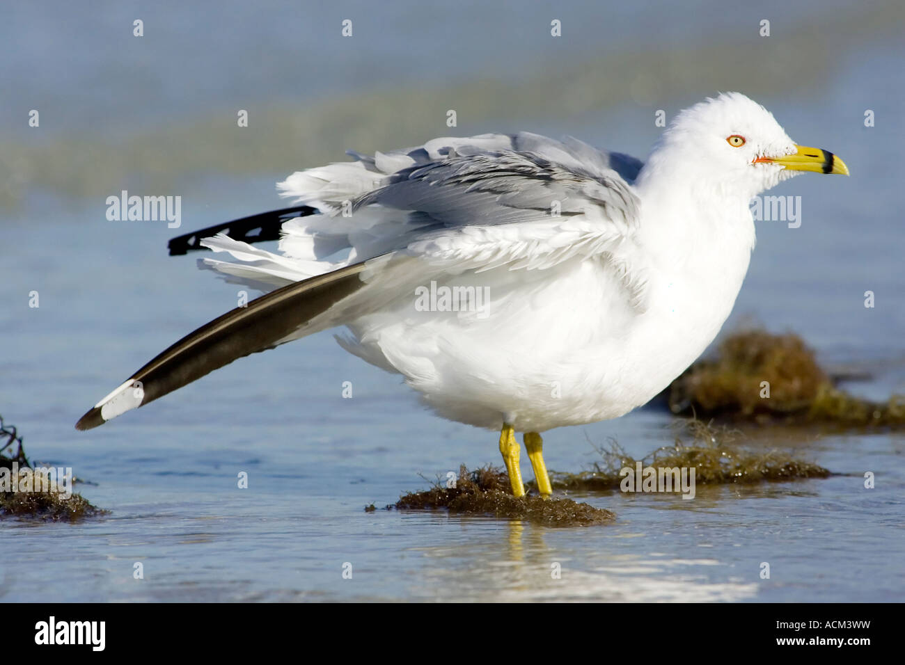 an Adult Ring billed Gull in breeding plumage preening shaking feathers ...