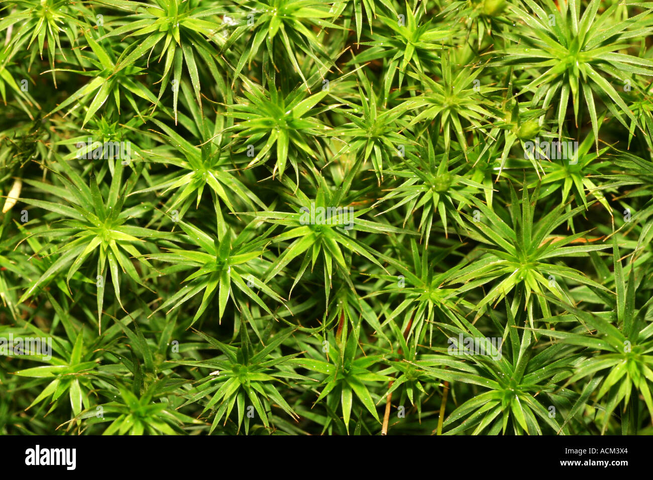 Hair cap moss hi-res stock photography and images - Alamy