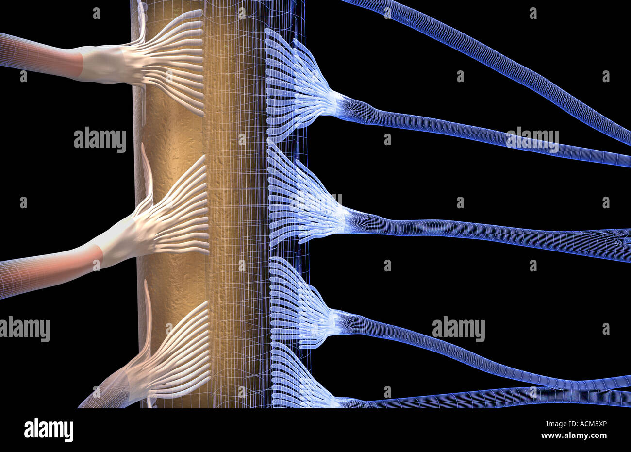 Spinal roots hi-res stock photography and images - Alamy