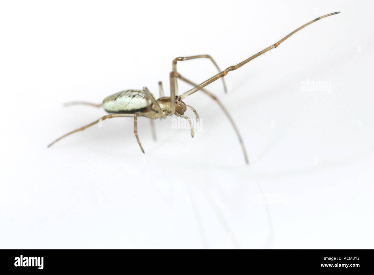 Small green stretch spider, Tetragnatha pinicola, on white background ...