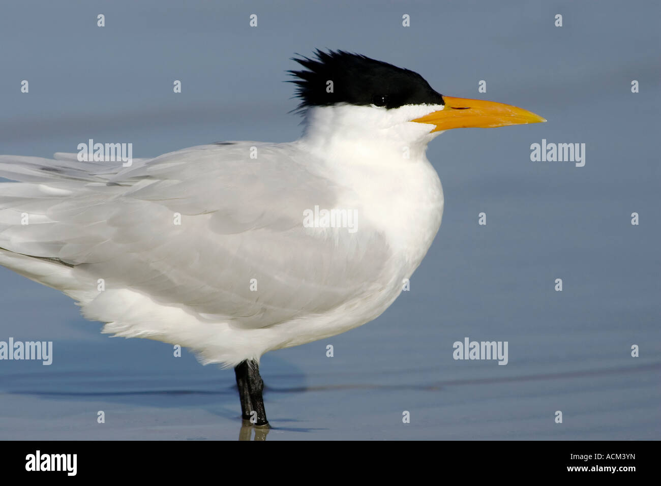 An Adult Royal Tern in breeding plumage Stock Photo - Alamy