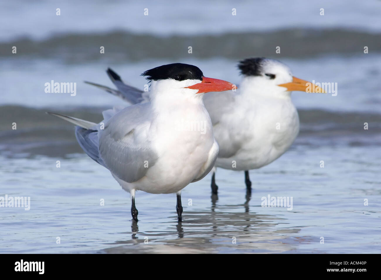 Royal caspian terns hi-res stock photography and images - Alamy
