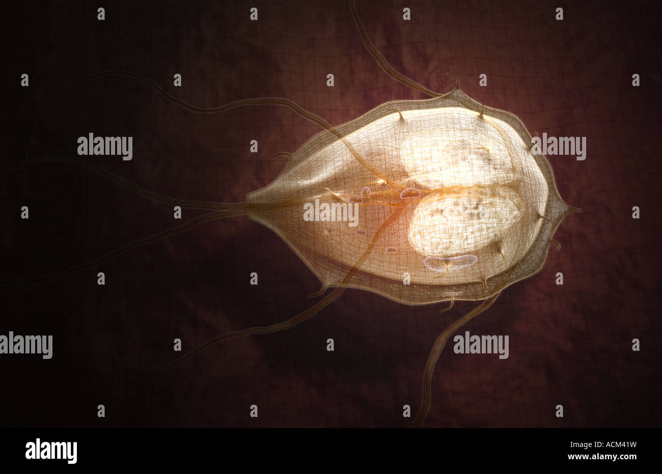 Giardia duodenalis hi-res stock photography and images - Alamy