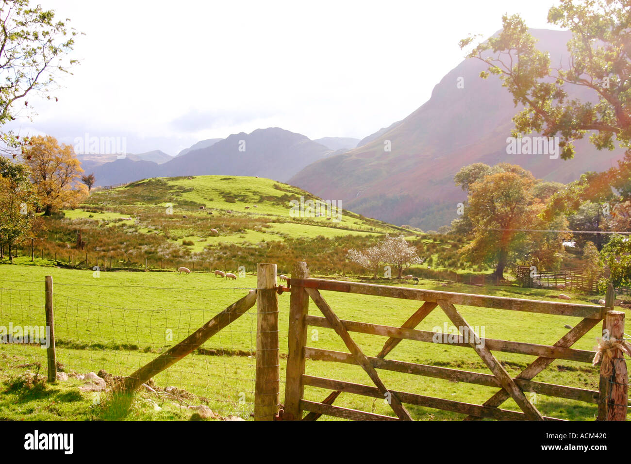 wooden gate and green field in farm Stock Photo - Alamy