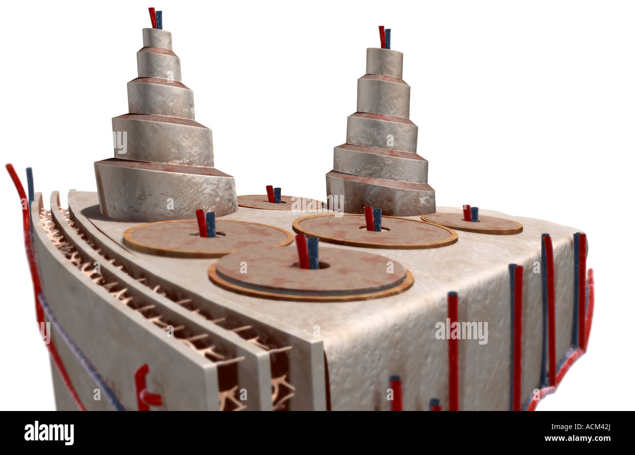 The internal structure of bone Stock Photo - Alamy