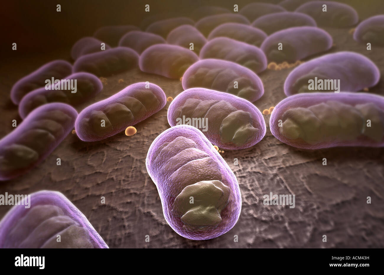 Human bacilli hi-res stock photography and images - Alamy