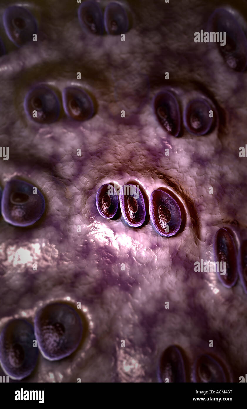 Hyaline cartilage hi-res stock photography and images - Alamy