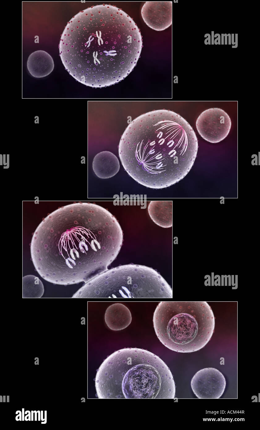 Prophase hi-res stock photography and images - Alamy