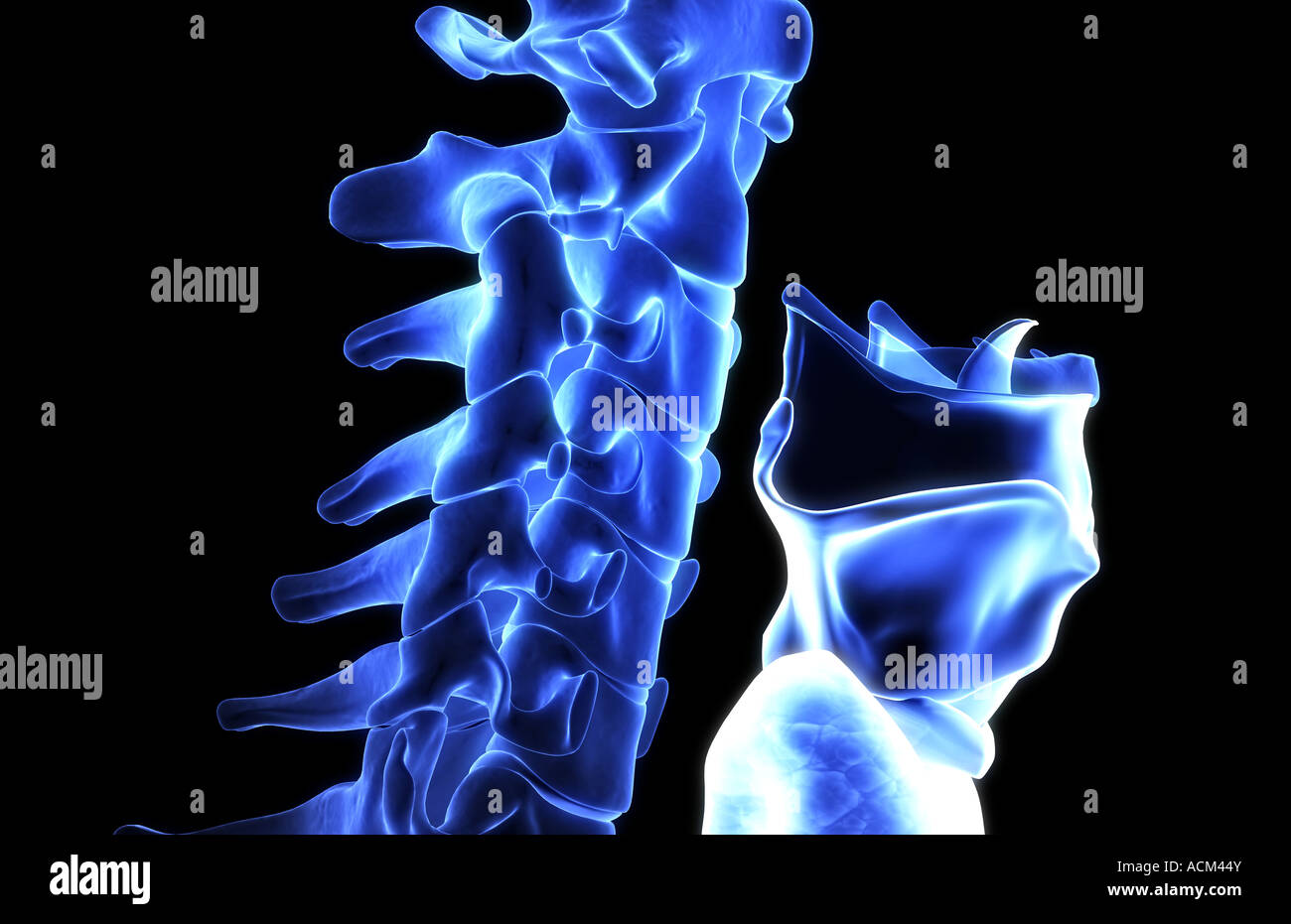 Thyroid membrane hi-res stock photography and images - Alamy