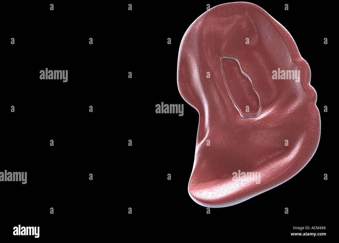 Hilus hi-res stock photography and images - Alamy