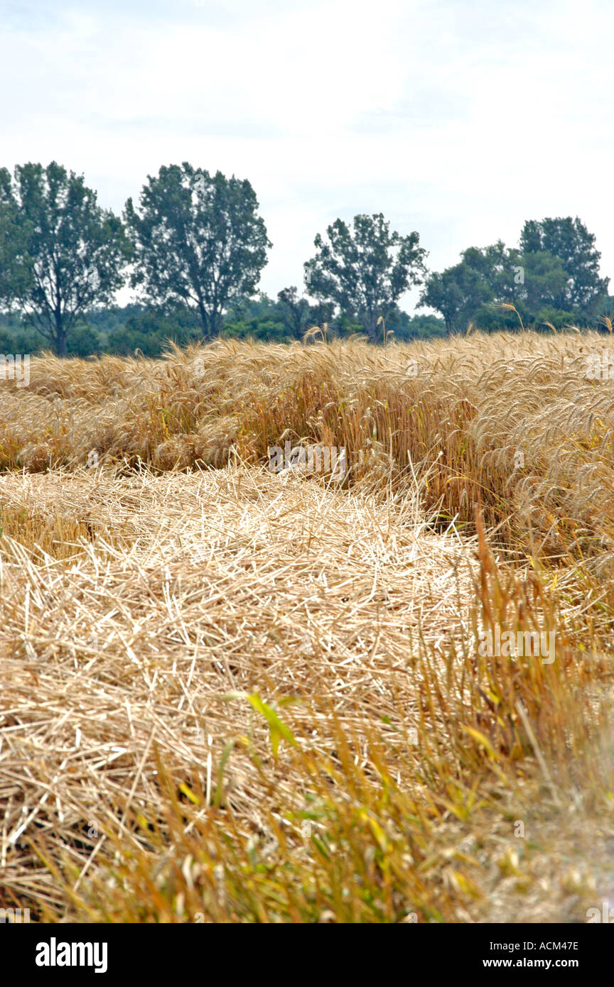 Half harvested crops field Stock Photo - Alamy