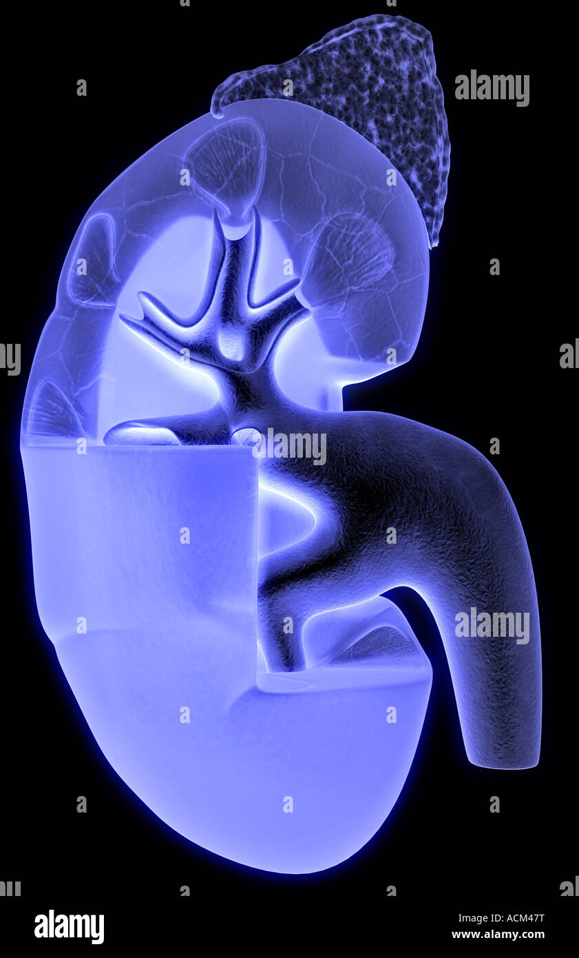 Renal Pyramids High Resolution Stock Photography and Images - Alamy