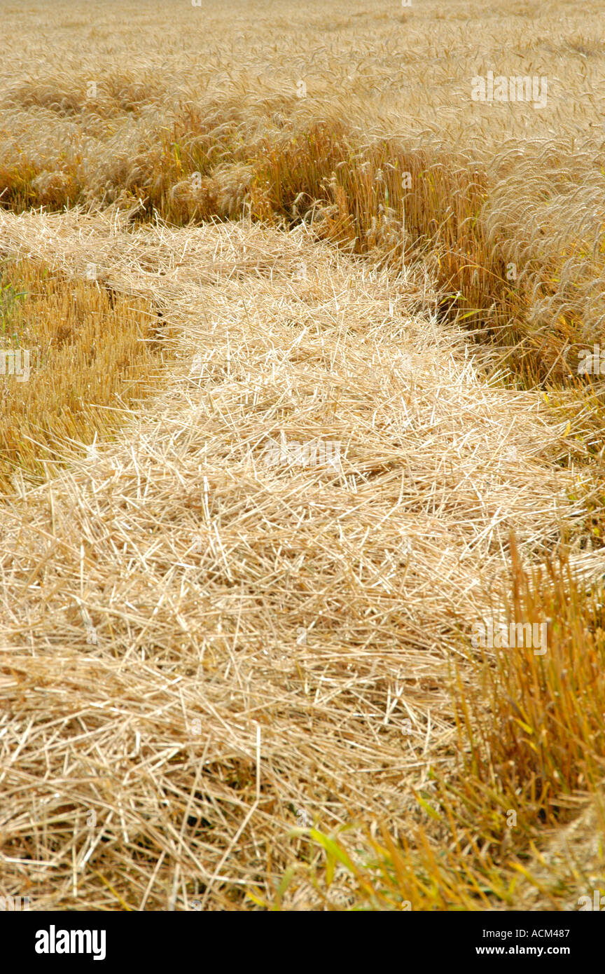 Half harvested crops field Stock Photo - Alamy