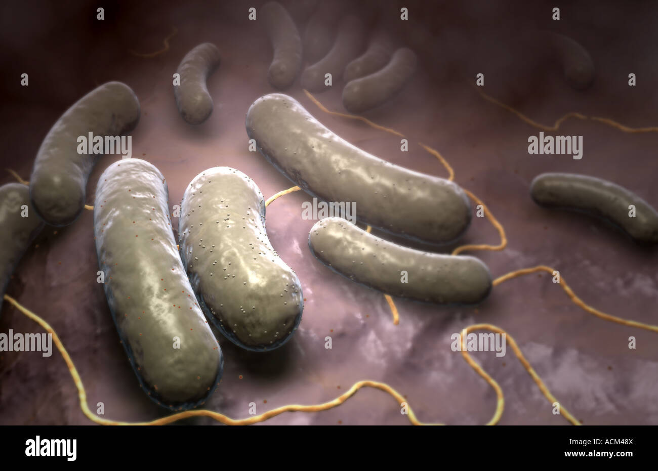 Escherichia Coli Bacteria Cells High Resolution Stock Photography and ...