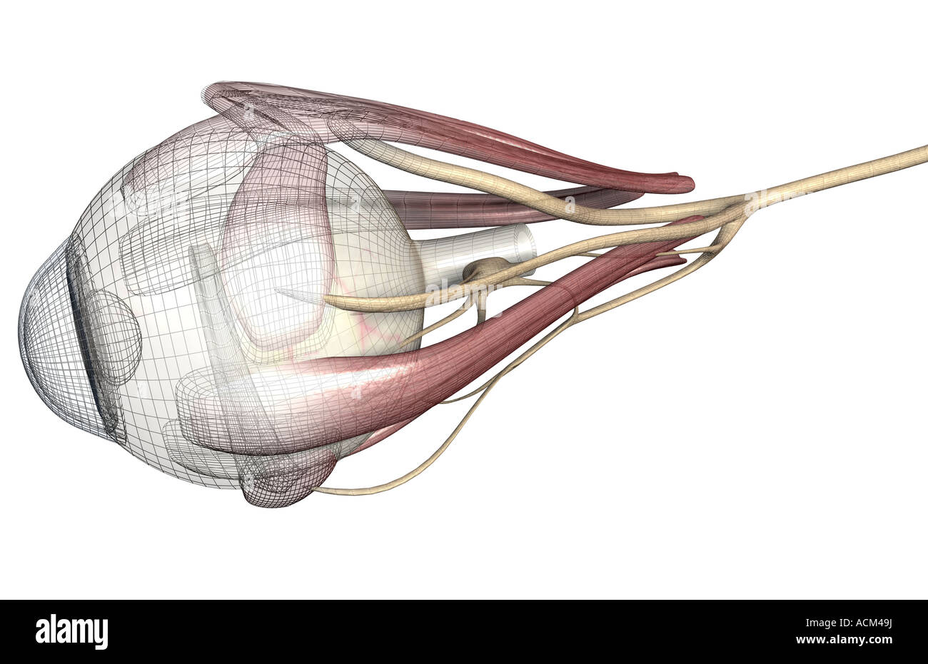 Human oblique muscles Cut Out Stock Images & Pictures - Alamy