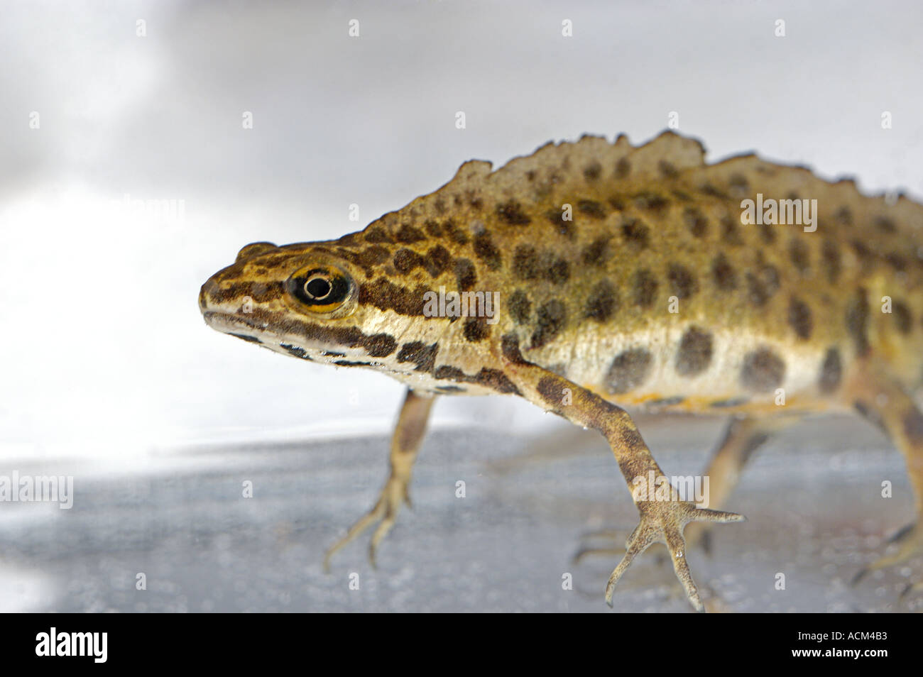 A Female Newt Triturus vulgaris Stock Photo - Alamy