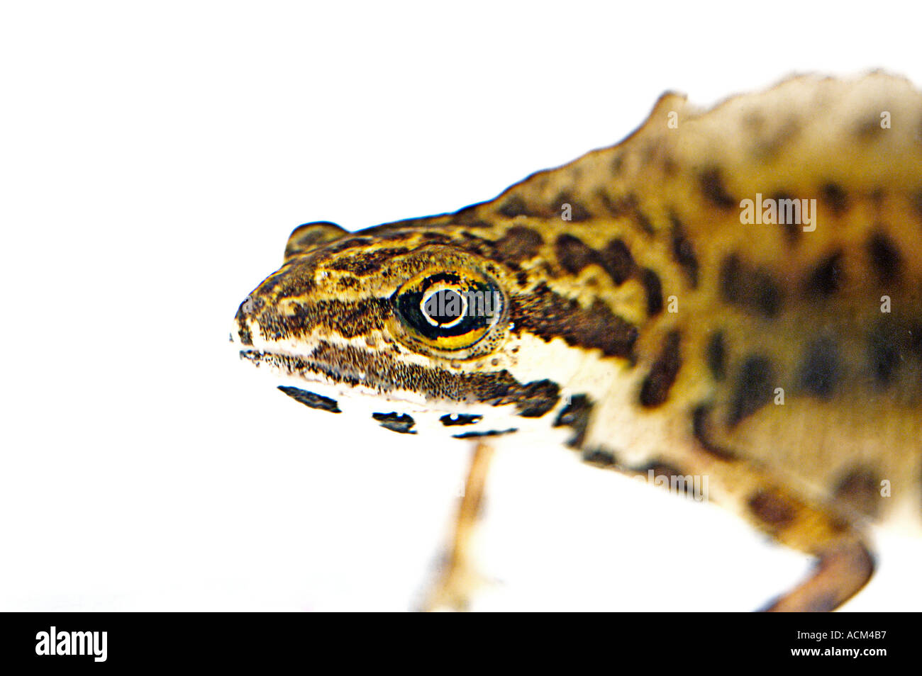 A Female Newt Triturus vulgaris Stock Photo - Alamy