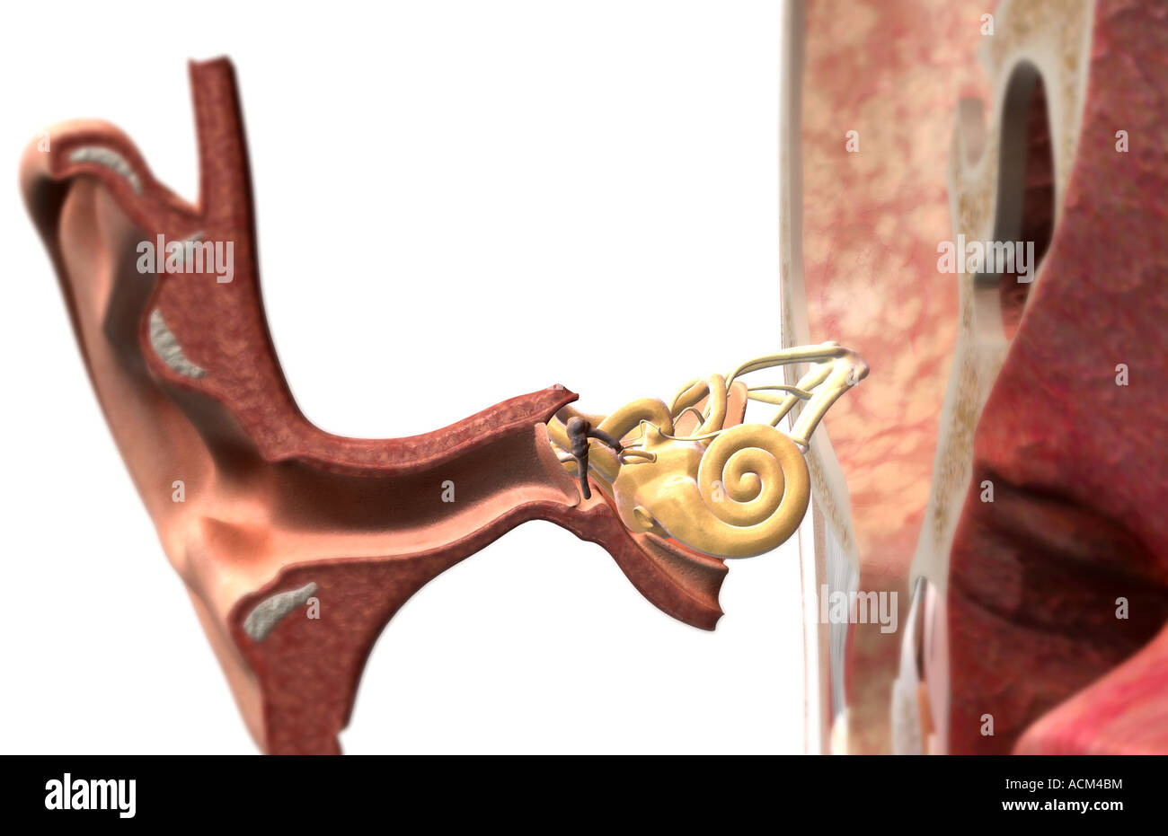 Anatomy of the ear Stock Photo - Alamy