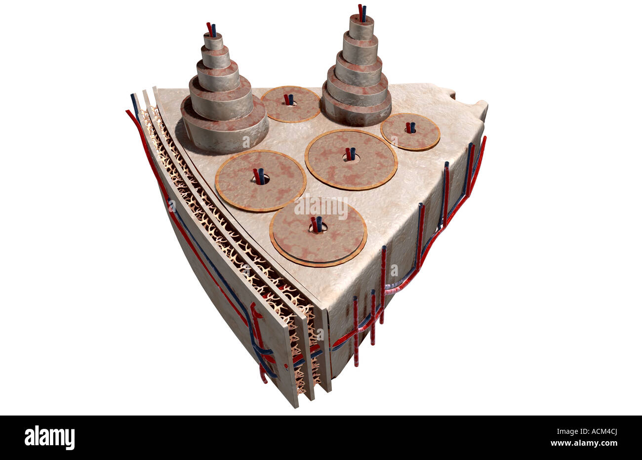 The internal structure of bone Stock Photo - Alamy