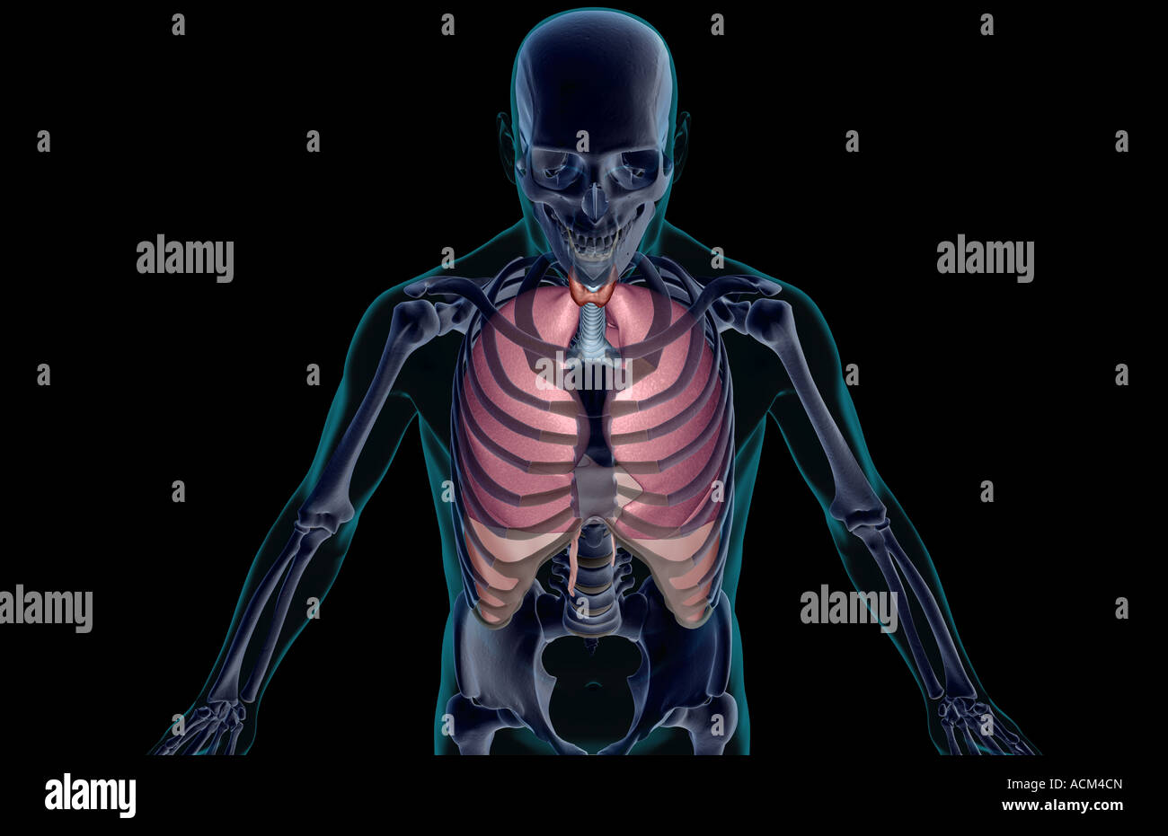 The respiratory system Stock Photo - Alamy