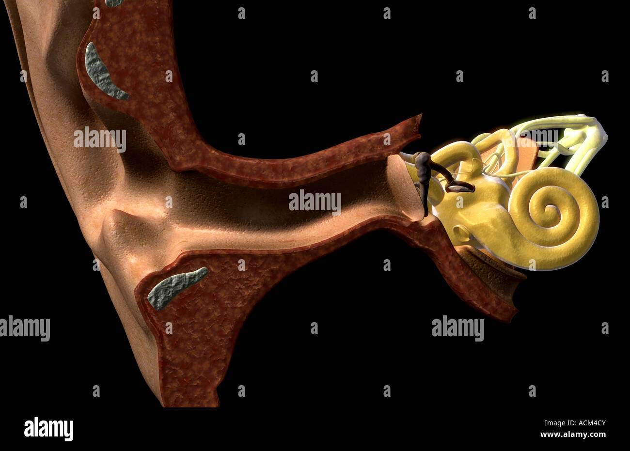 Anatomy of the ear Stock Photo - Alamy