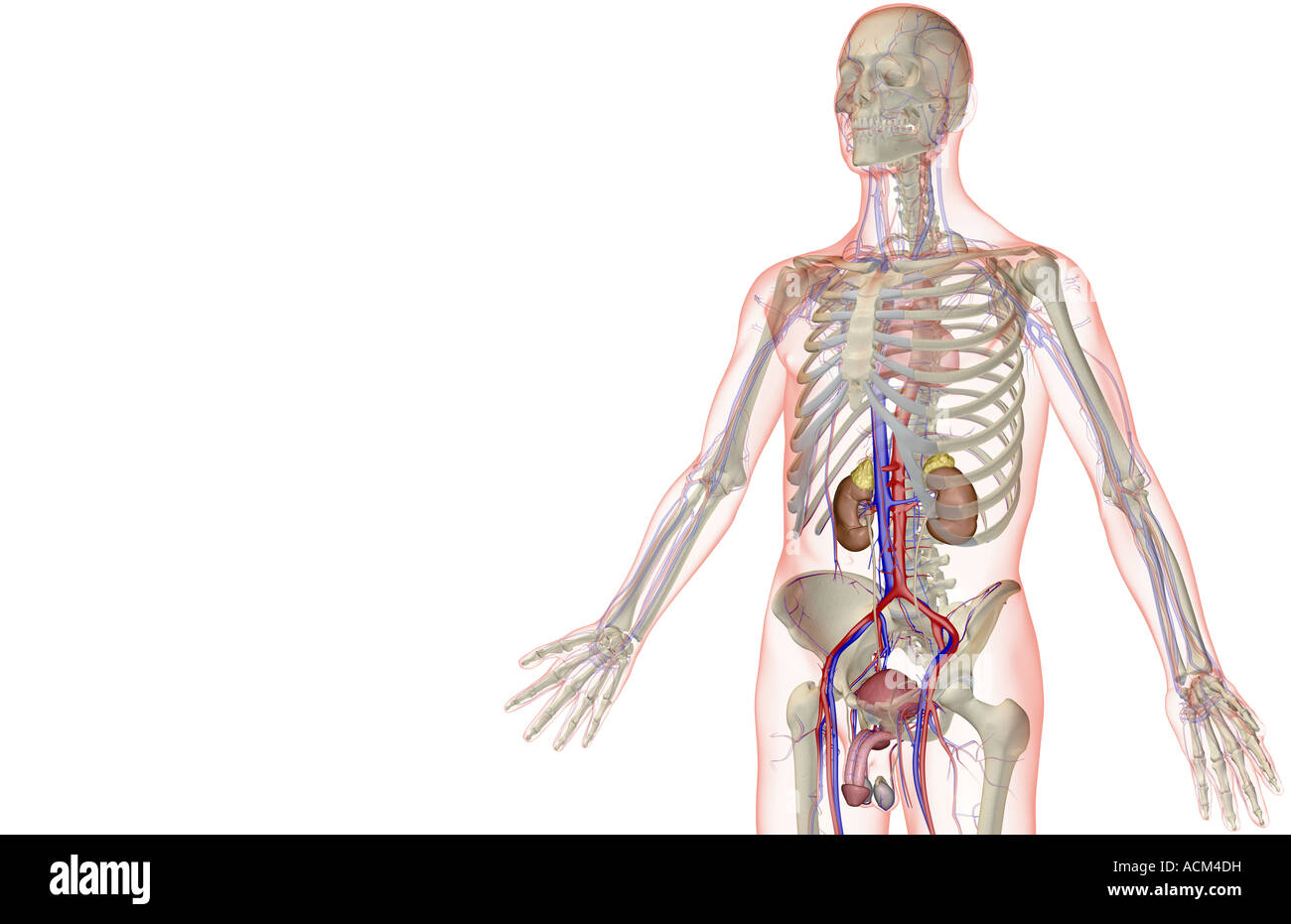 The urinary system Stock Photo - Alamy