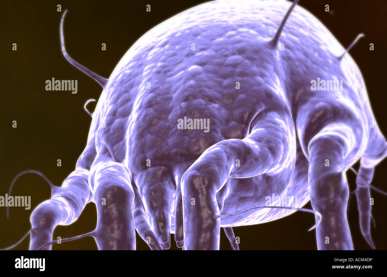 Dermatophagoides pteronyssinus hi-res stock photography and images - Alamy