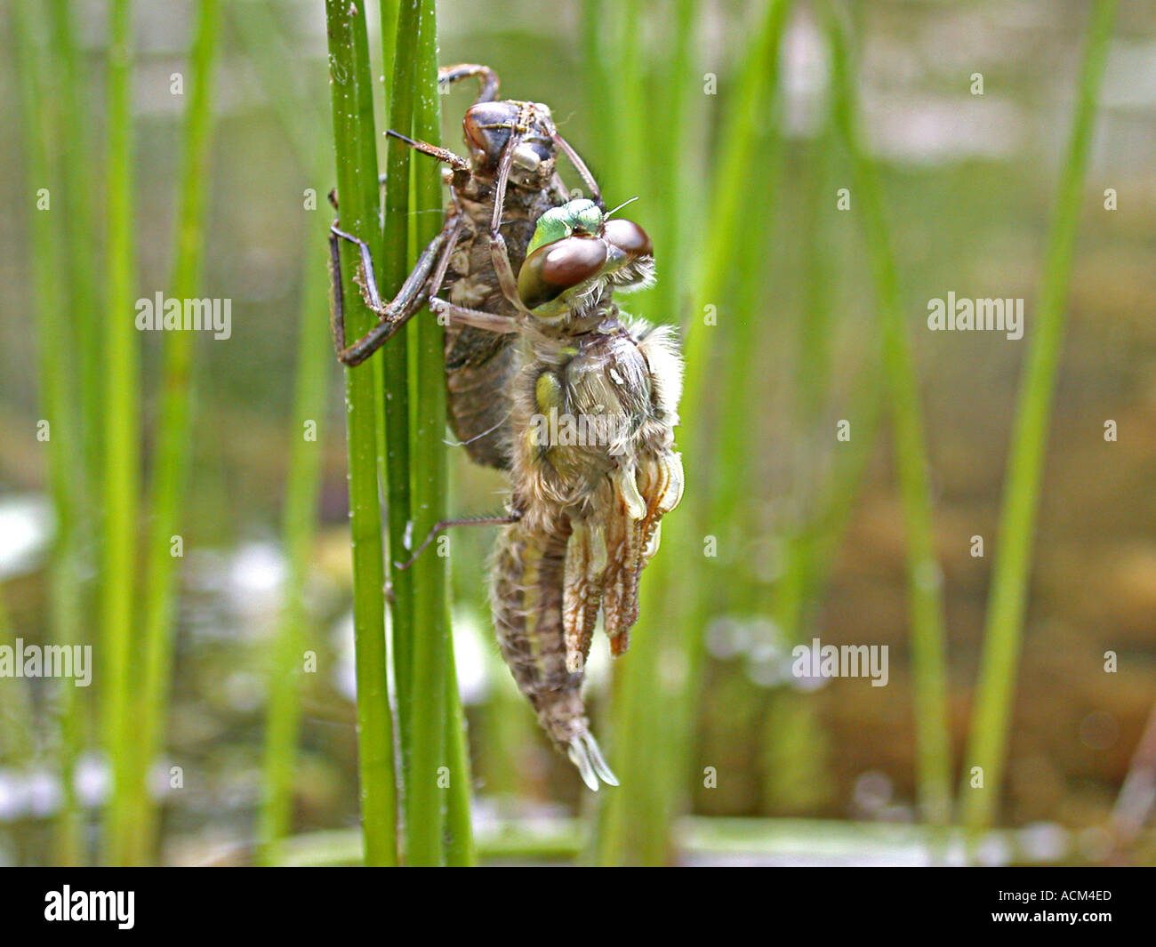 Aeschna hi-res stock photography and images - Alamy