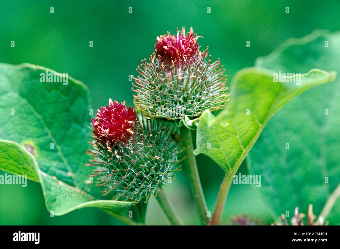 Common Burdock (Arctium minus), Augusta County, Virginia Stock Photo ...