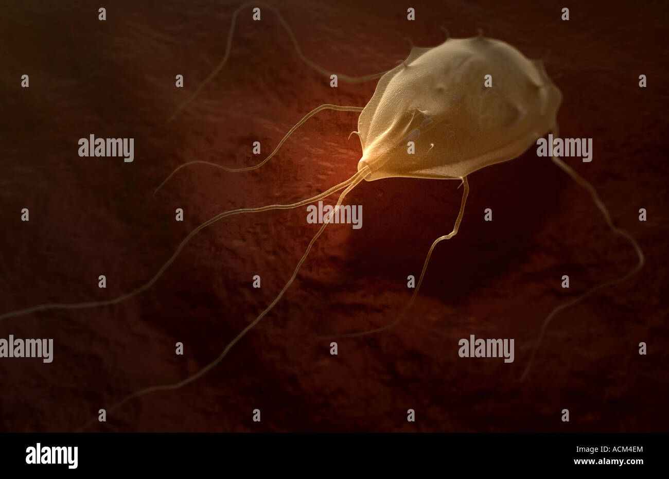 Giardia intestinalis hi-res stock photography and images - Alamy