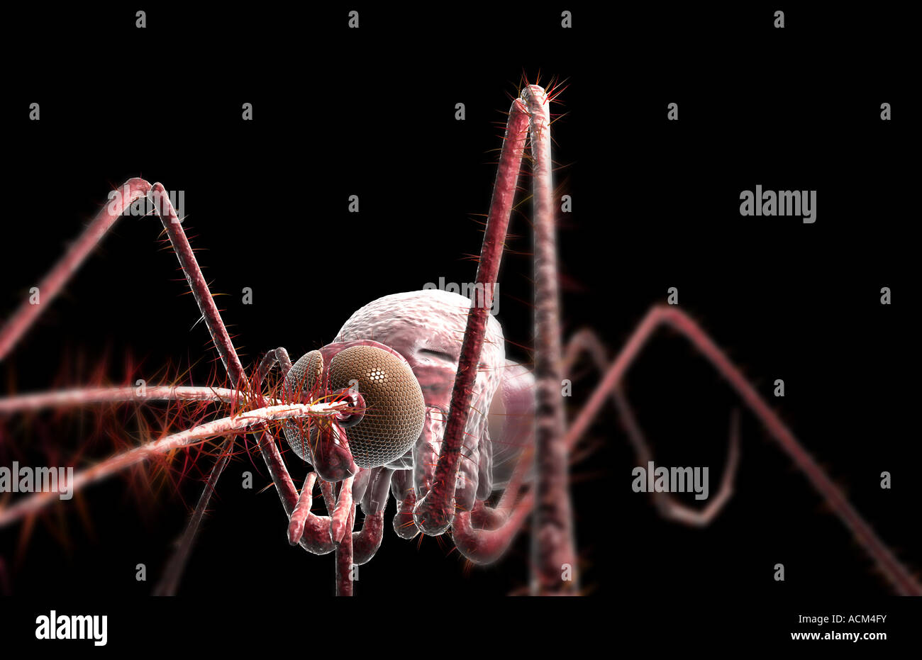 Dengue fever bites hi-res stock photography and images - Alamy