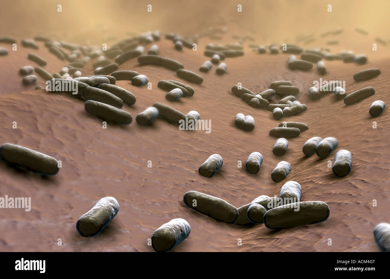 Tetanus bacillus hi-res stock photography and images - Alamy