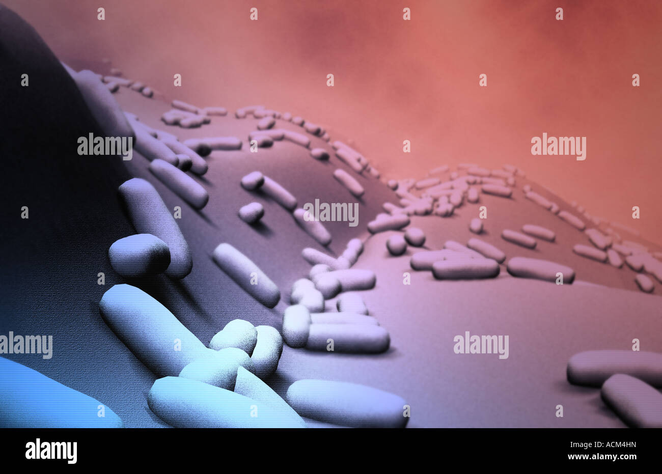 Rod shaped bacteria hi-res stock photography and images - Alamy