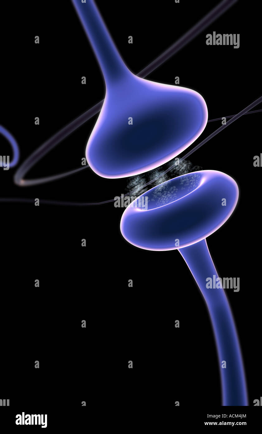 Synapse Stock Photos & Synapse Stock Images - Alamy