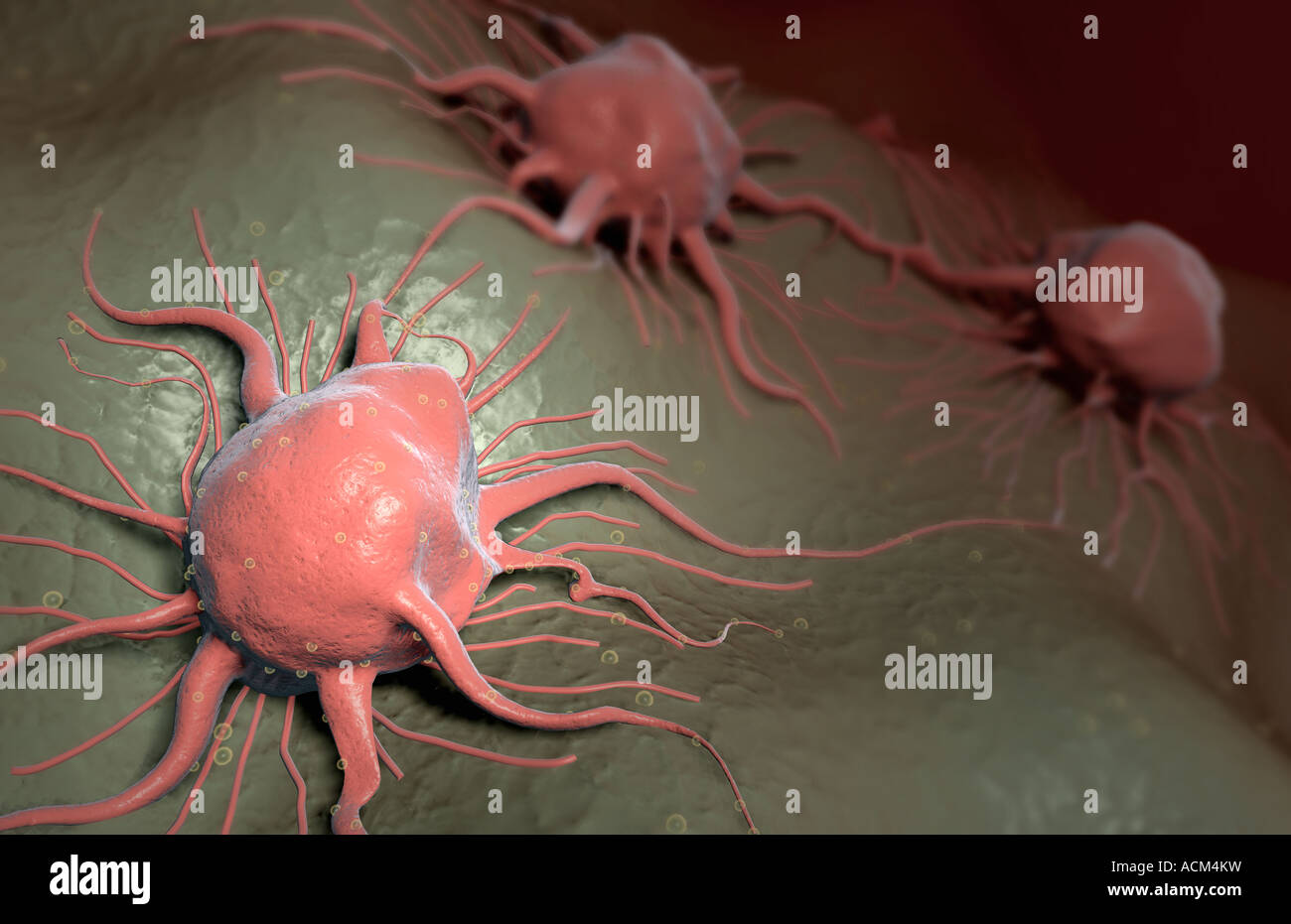 Cancer cells side by side hi-res stock photography and images - Alamy