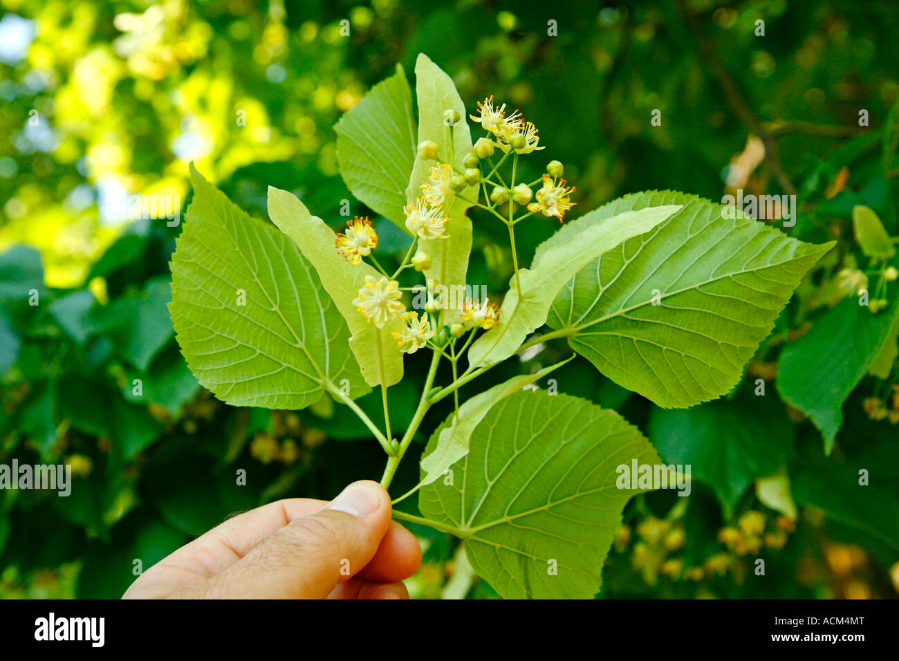 Common lime or linden tree (Tilia platiphyllos Stock Photo - Alamy