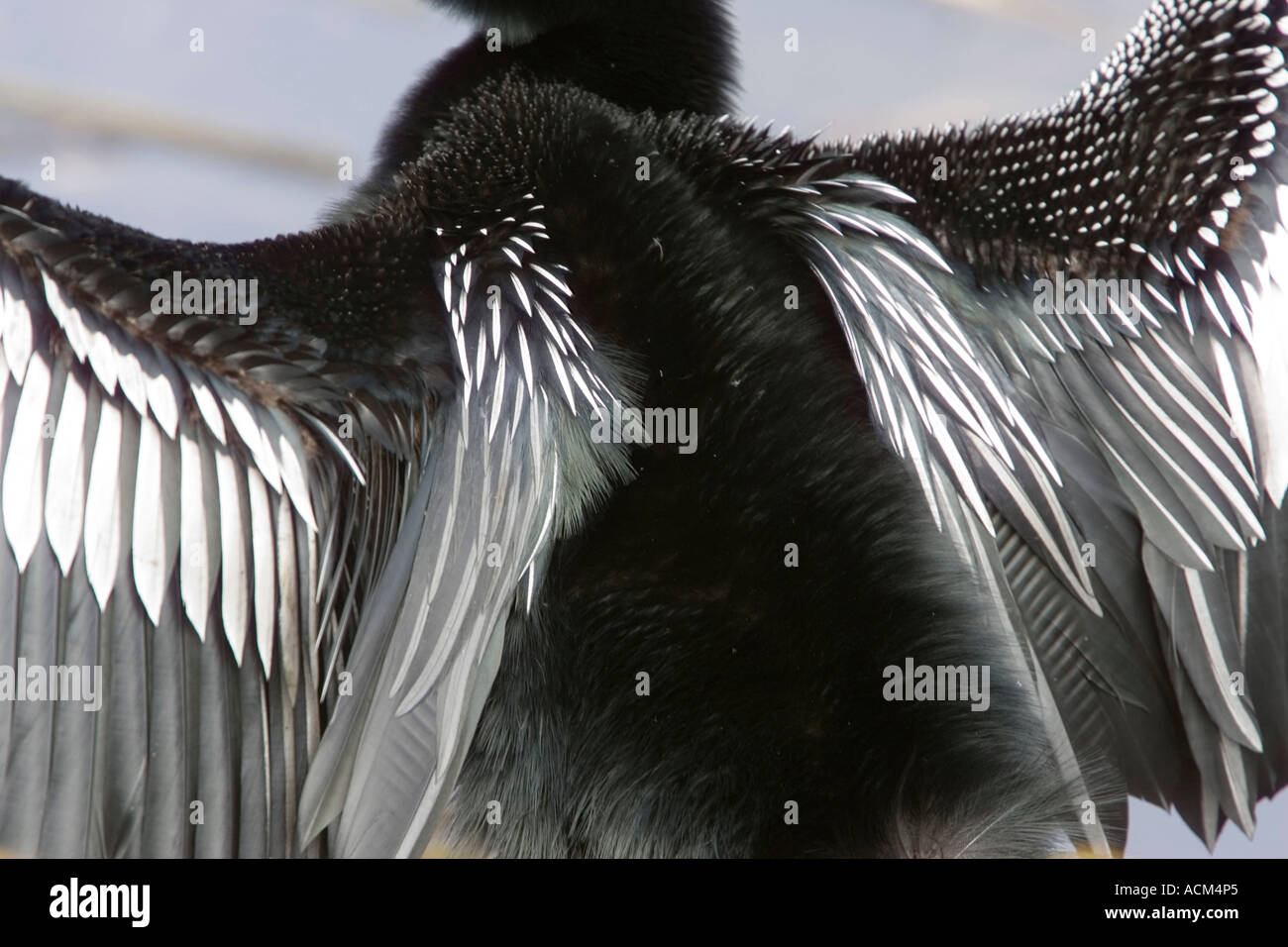 Wing feather detail hi-res stock photography and images - Alamy